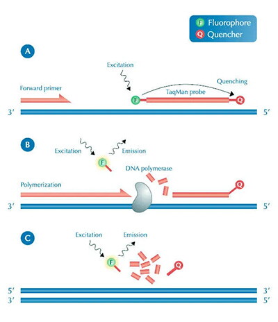 Understanding the Techniques and Differentiating qPCR from RT-PCR ...